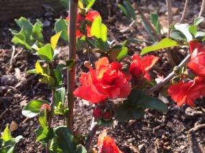 Garden Bloggers Bloom Day: Flowering Quince