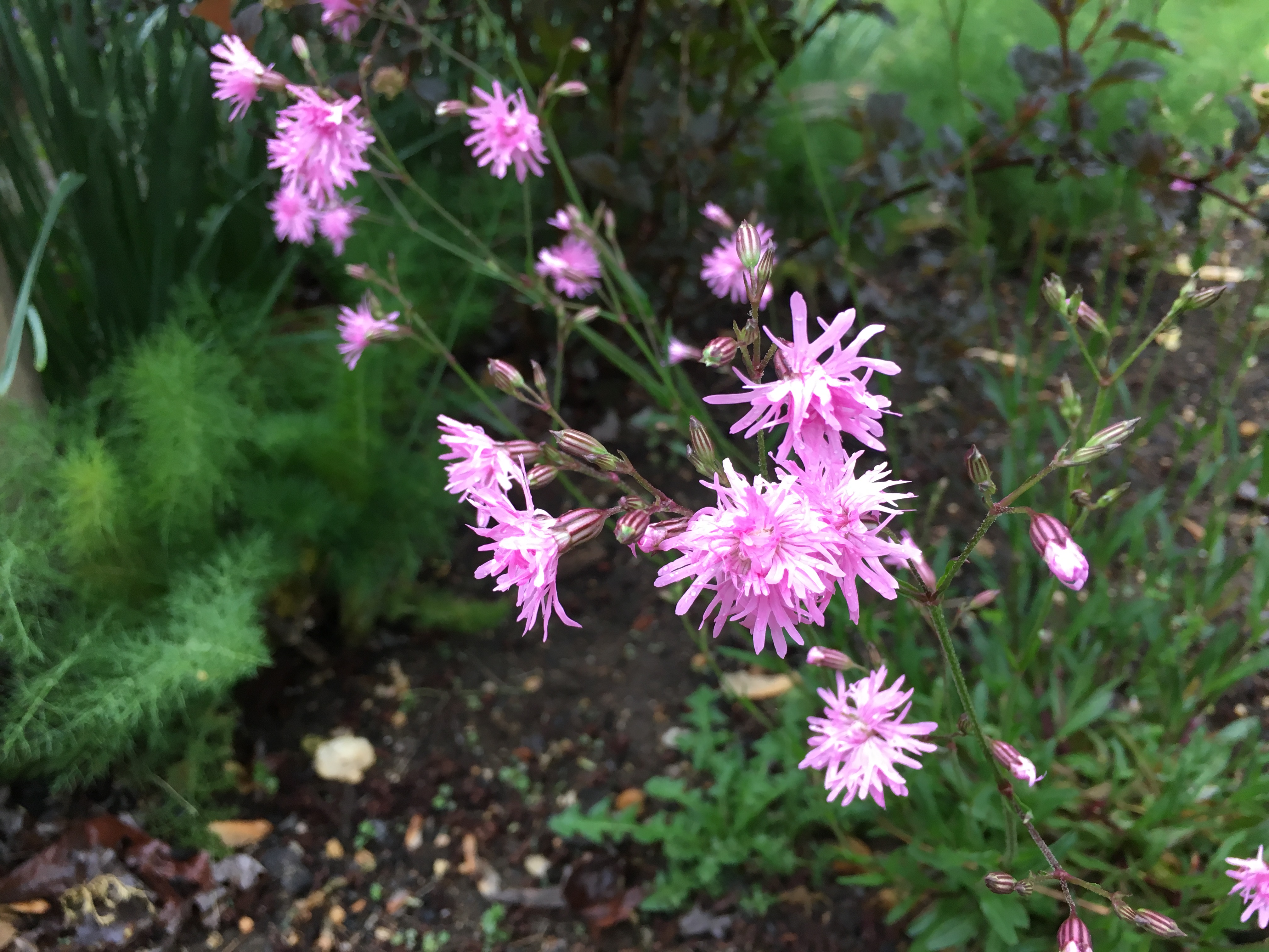 Ragged Robin