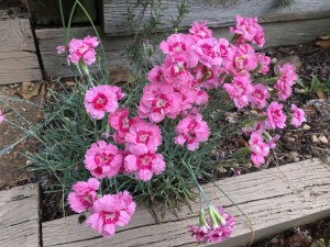 Garden Bloggers Bloom Day: Border Pinks