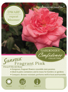 June Pegplant’s Post Giveaway: Shrub Rose ‘Sunrosa’ Courtesy of ...