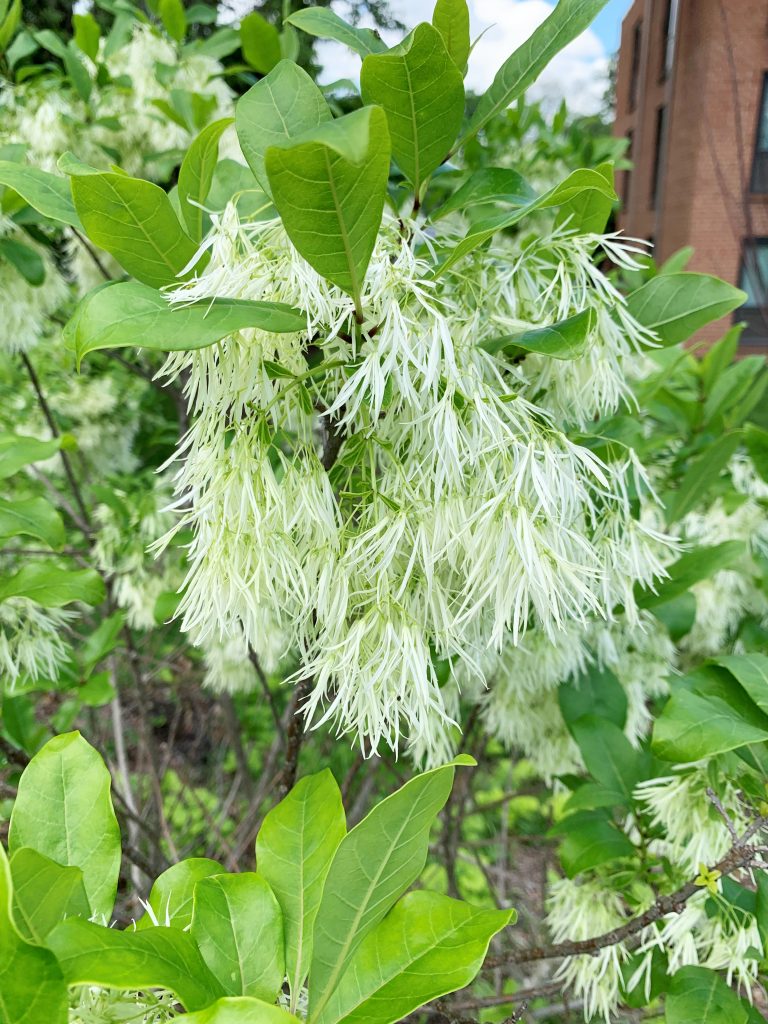 Fringe Tree: Native Tree with Showy Spring Flowers