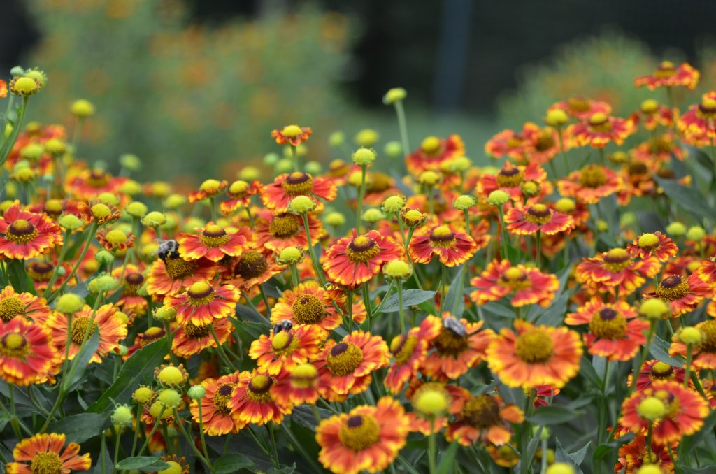 Best Helenium Plants for the Mid-Atlantic Area - pegplant