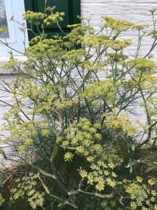 Fantastic Fennel
