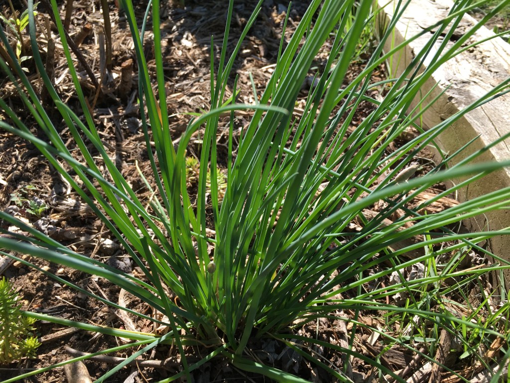 Chives: Culinary Herb, Landscape Edible