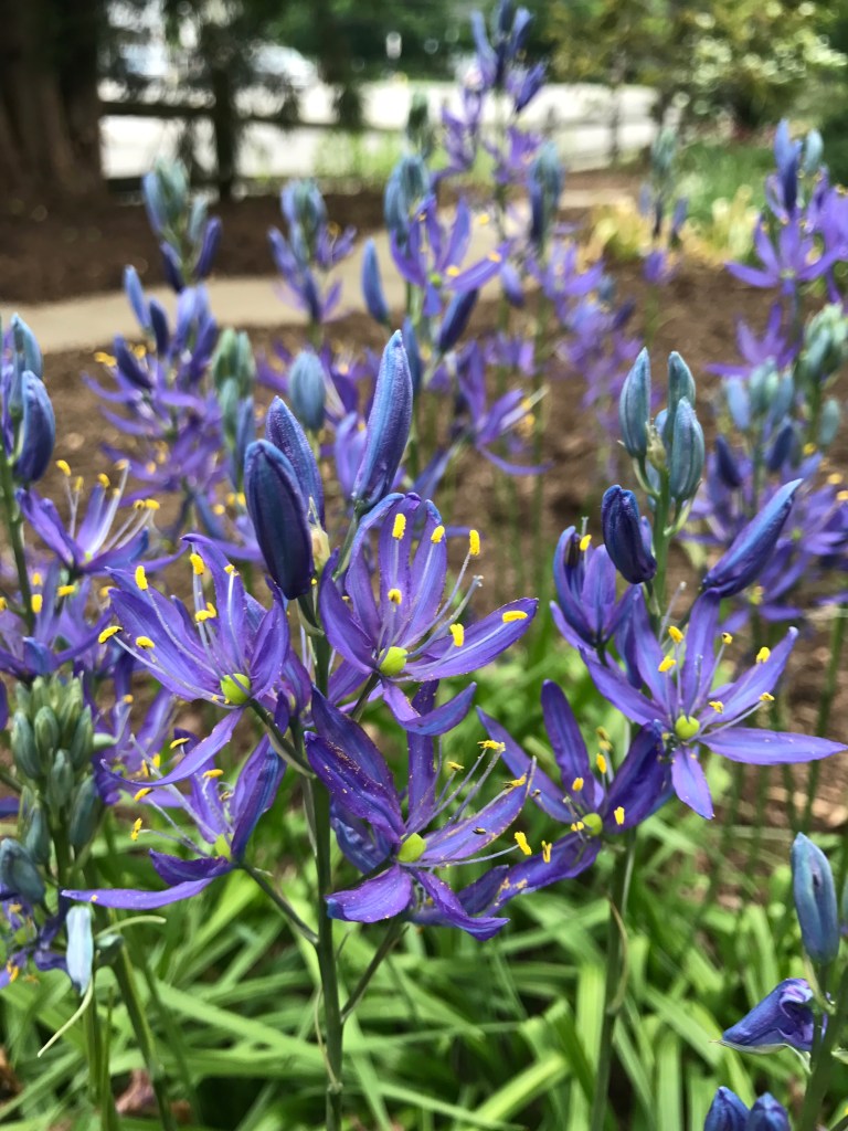 Camassia Bulbs Offer Spring Beauty with American Heritage