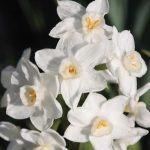 Pleasantly Scented Paperwhites